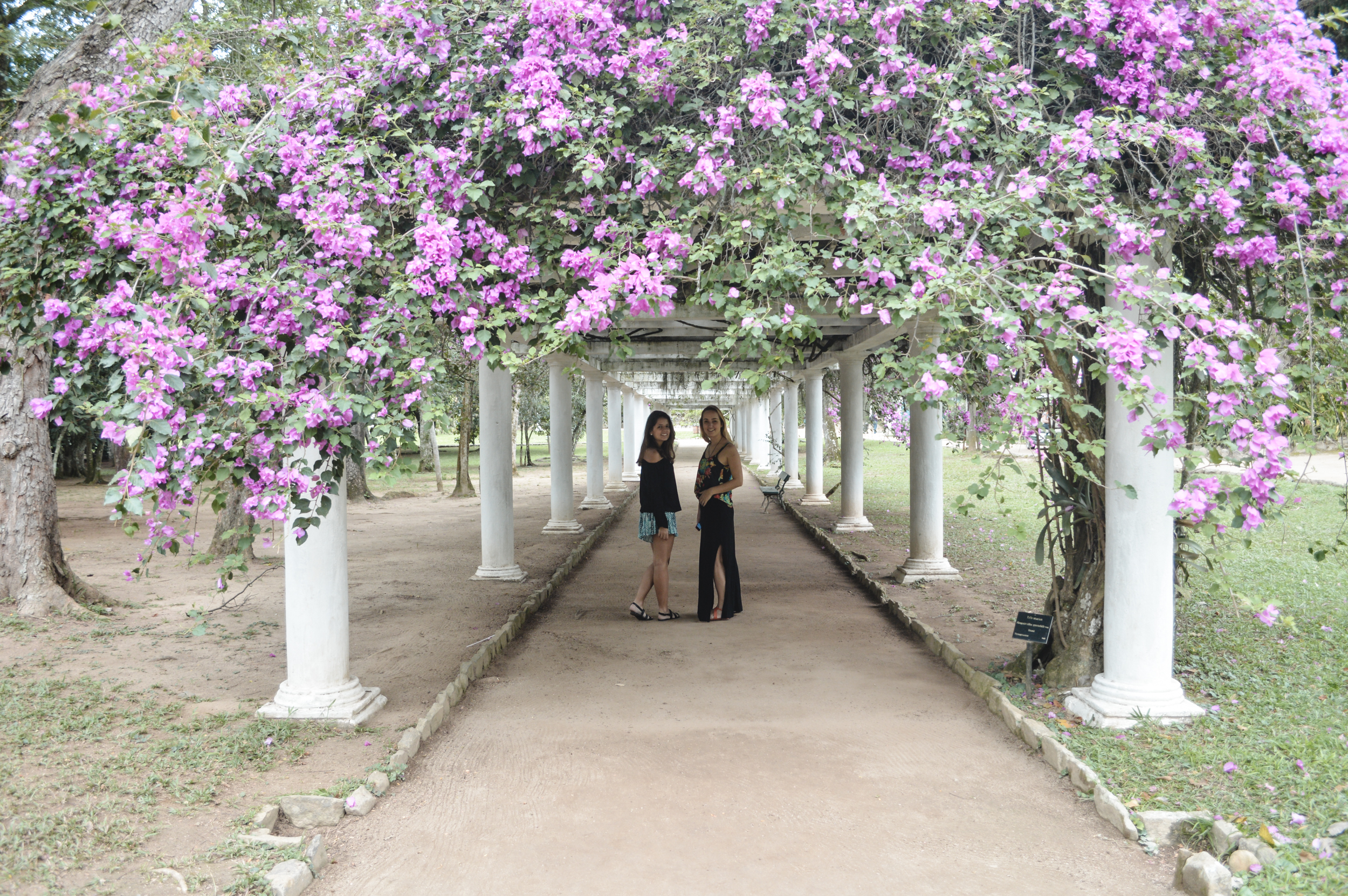 Jardim Botânico: saiba o que fazer no Jardim Botânico - Rio de Janeiro